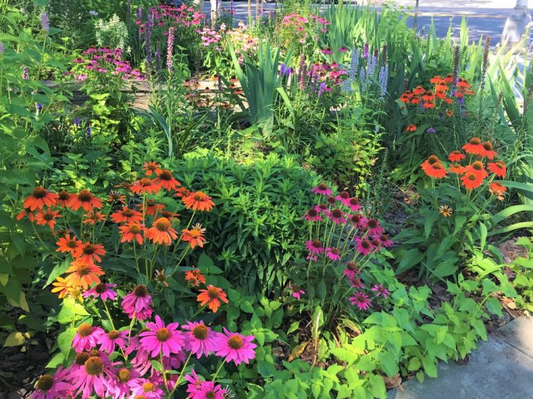 Pollinator Pathway Northeast | The Northeast Earth Coalition