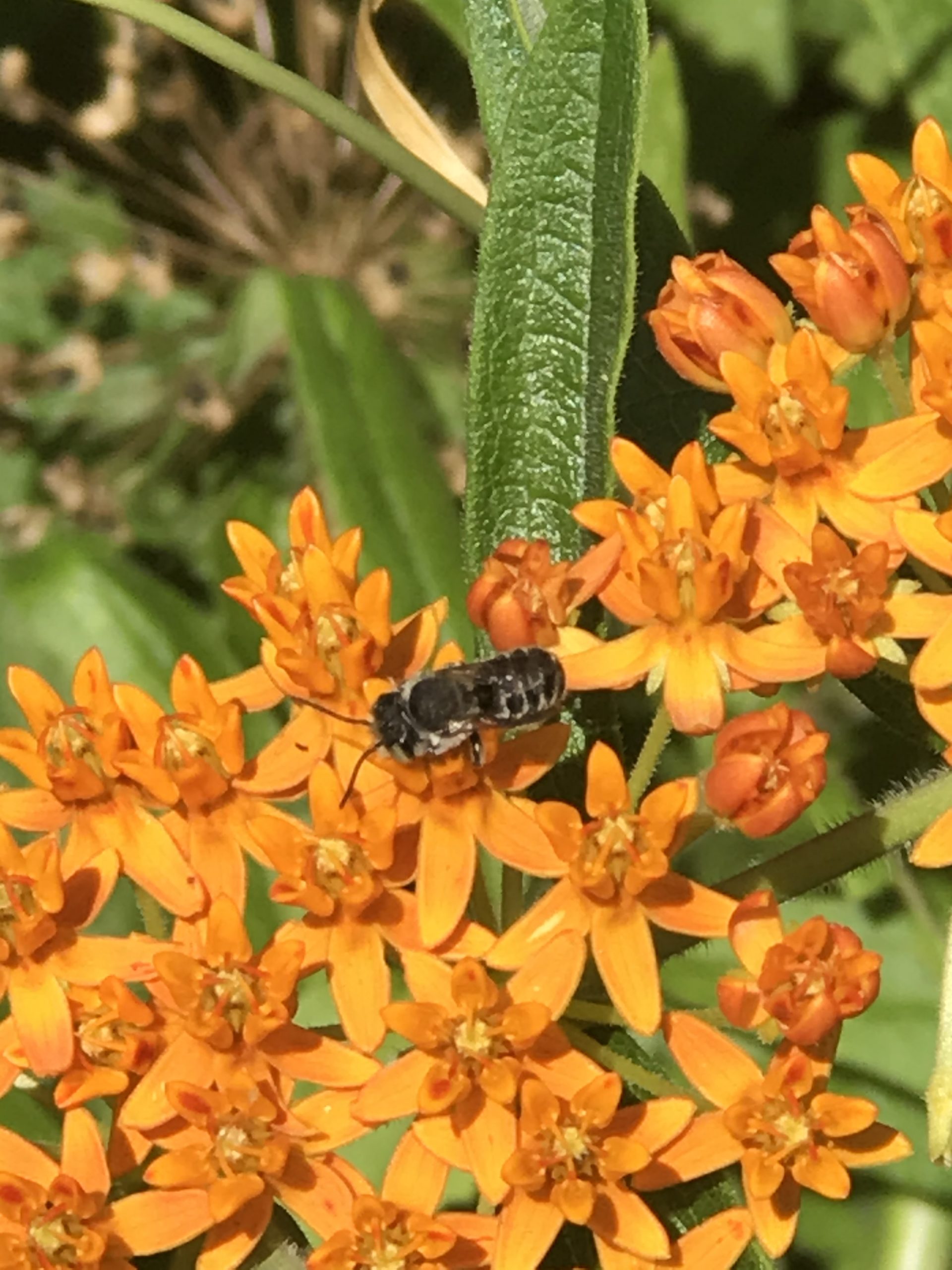 Pollinator Pathway Northeast | The Northeast Earth Coalition