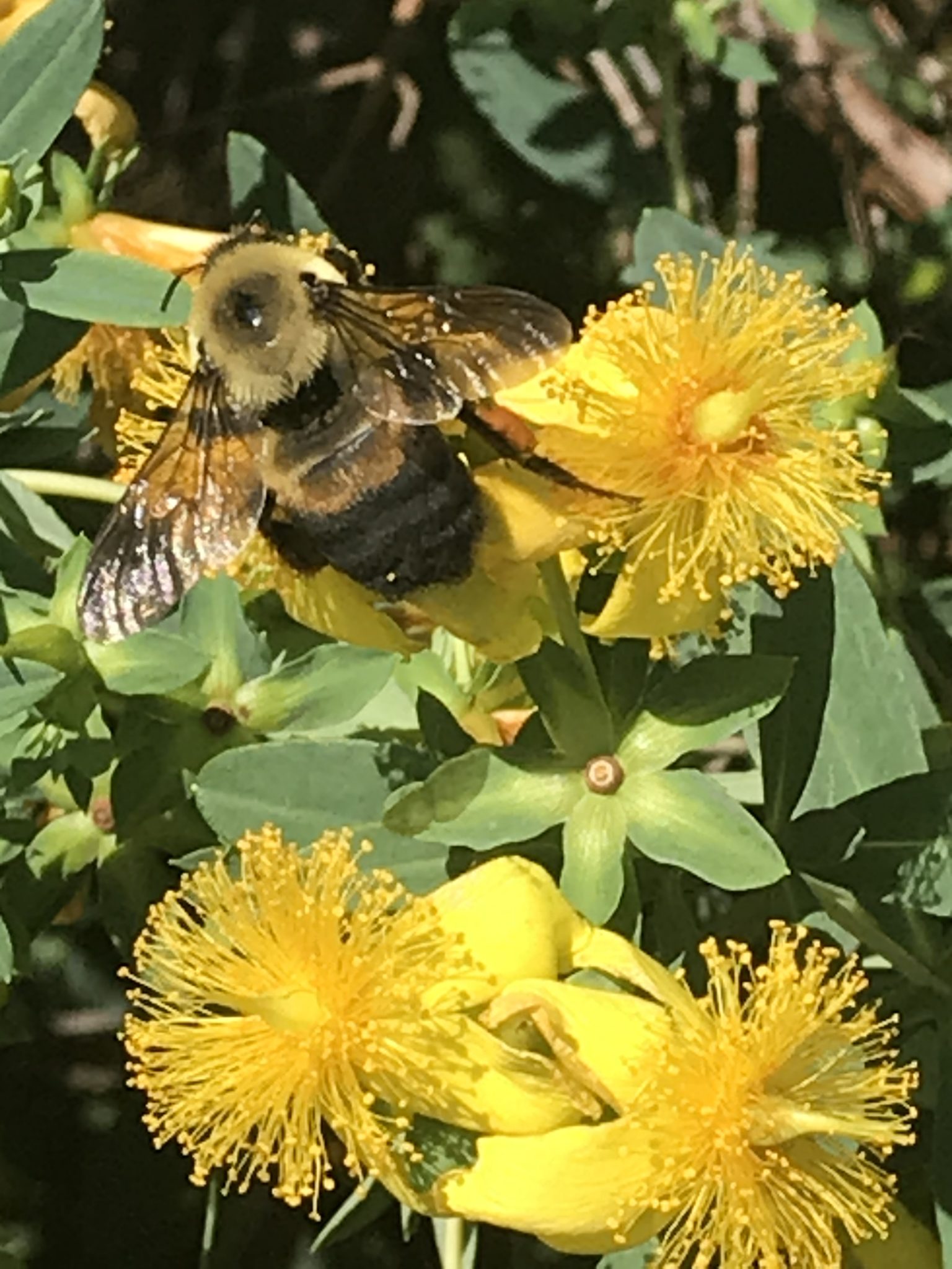 Pollinator Pathway Northeast | The Northeast Earth Coalition