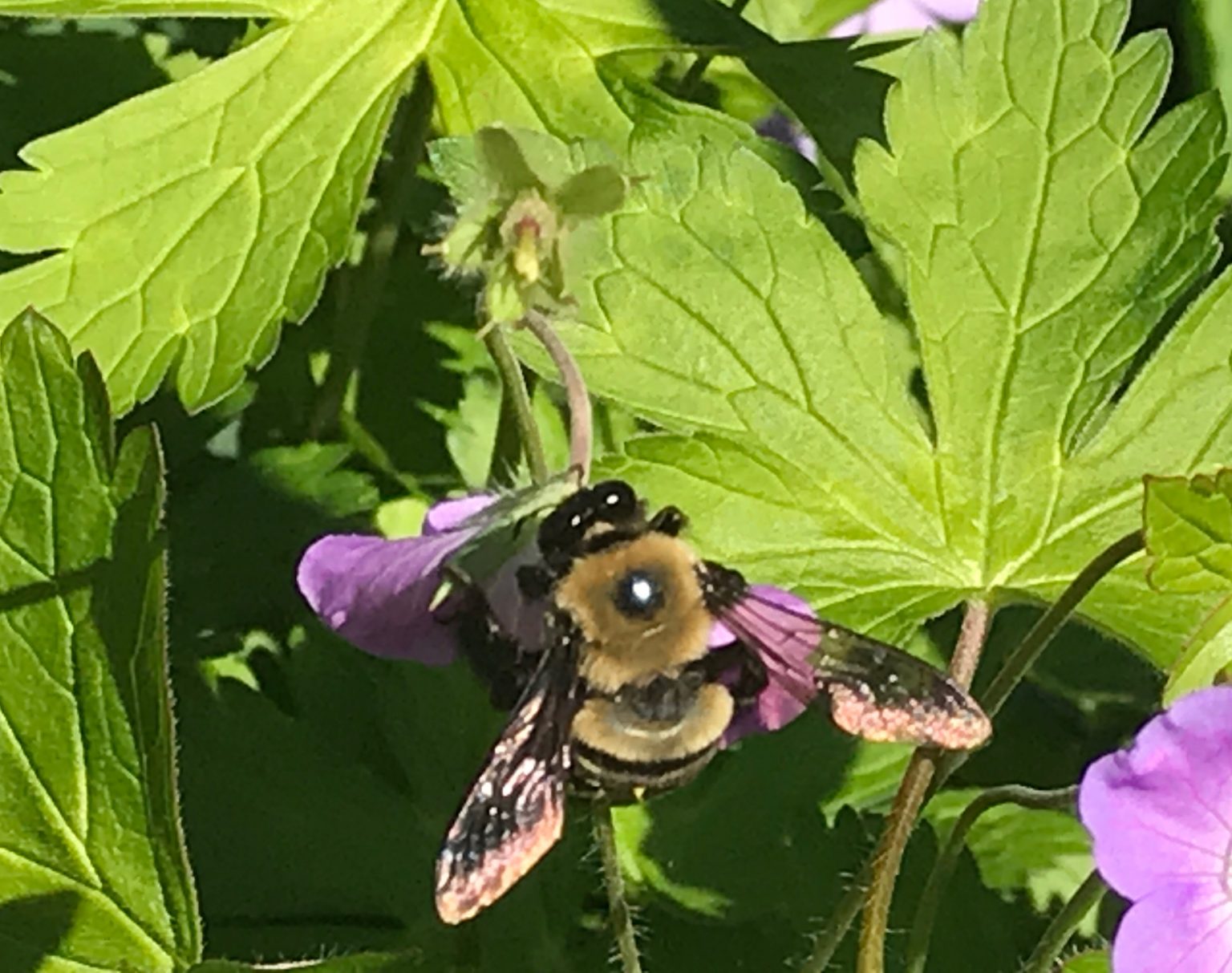 Pollinator Pathway Northeast | The Northeast Earth Coalition
