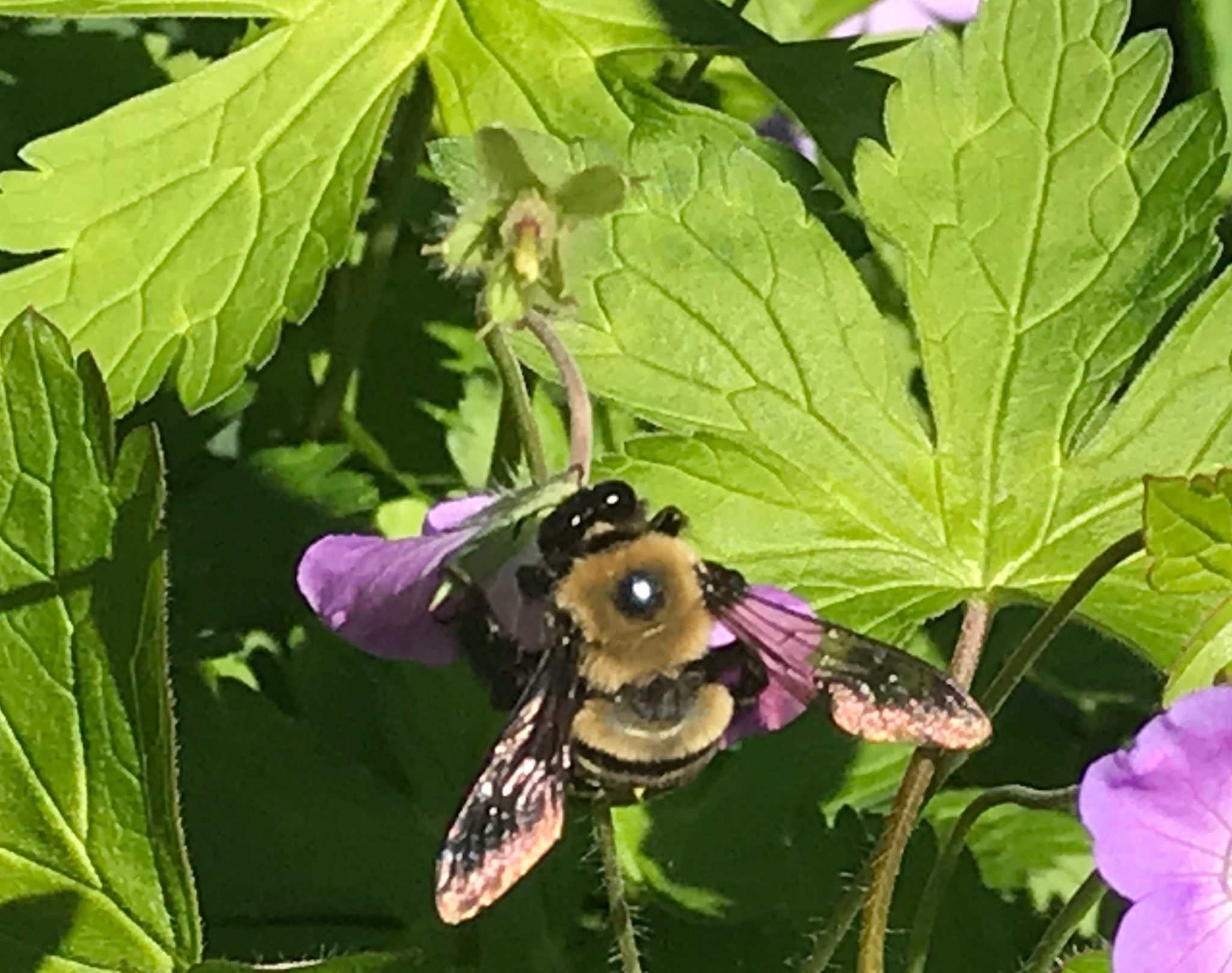 Pollinator Pathway Northeast | The Northeast Earth Coalition