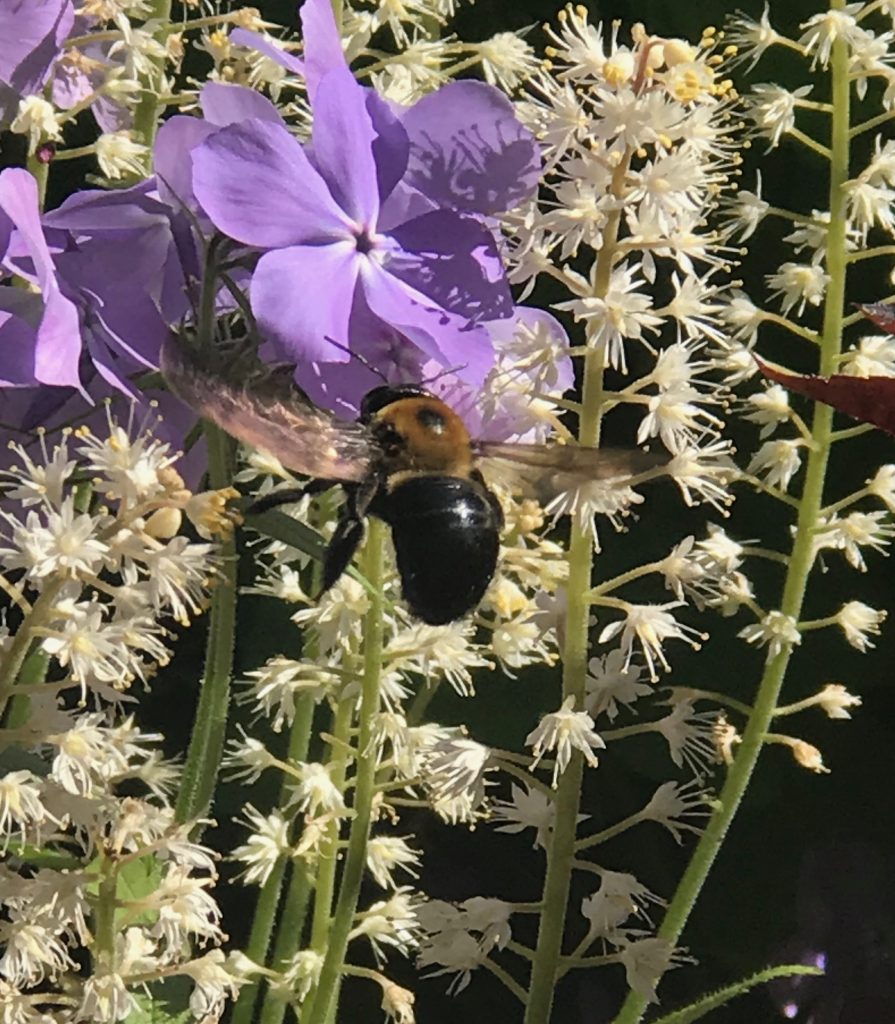 Pollinator Pathway Northeast | The Northeast Earth Coalition