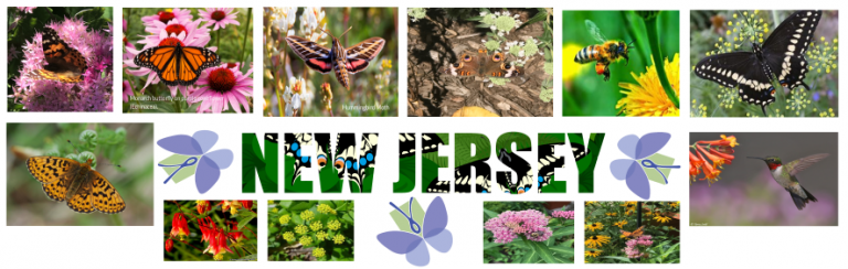 Pollinator Pathway Northeast | The Northeast Earth Coalition