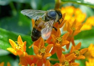 Pollinator Pathway Northeast | The Northeast Earth Coalition