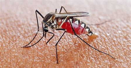 Mosquito-Battling Tactics | The Northeast Earth Coalition